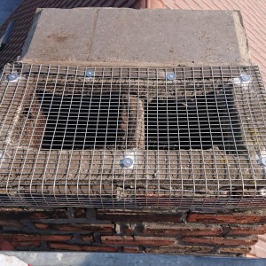 Plaatsing van inox roosters